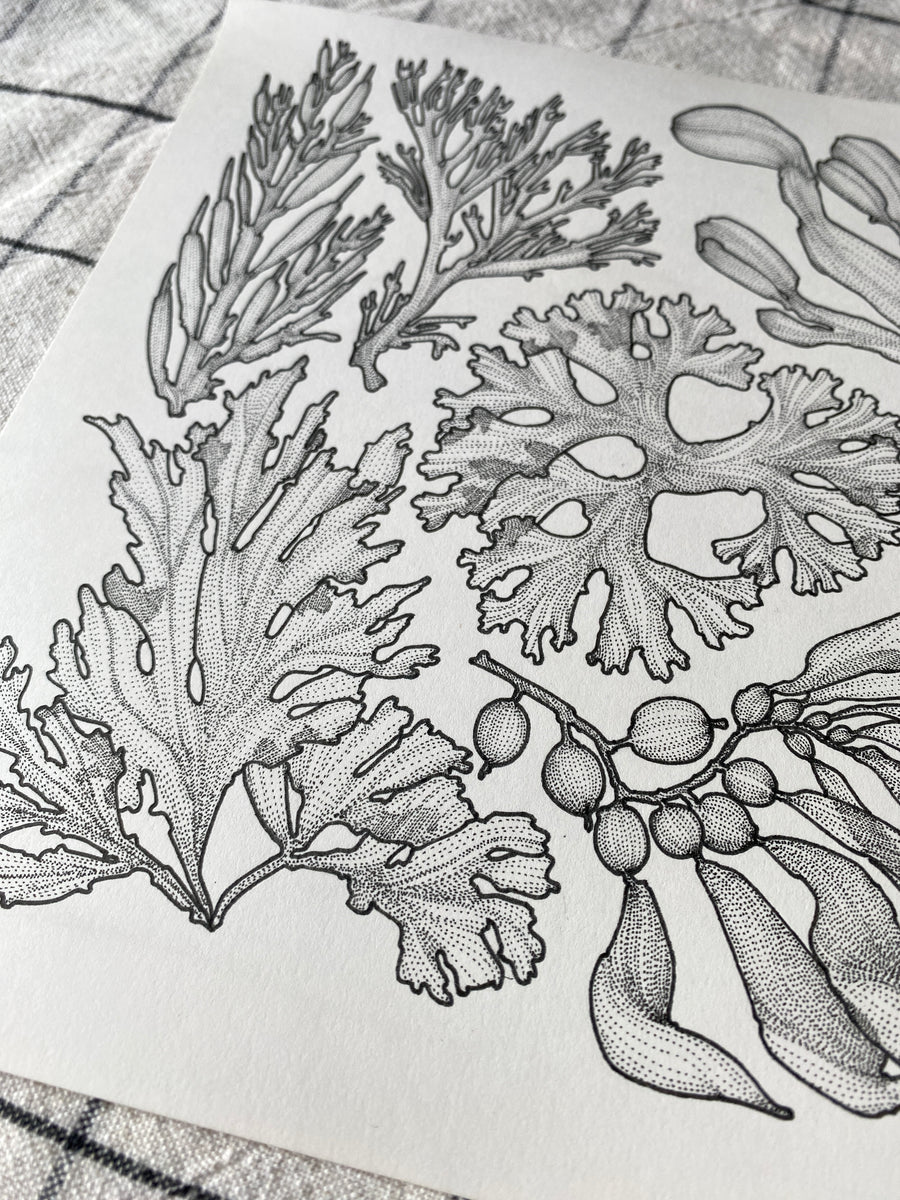 Seaweed Original Drawing - 21cm x 21cm – aimeemacillustration